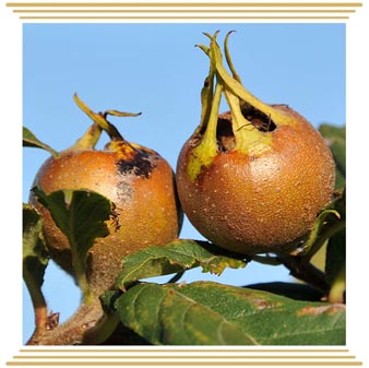 Mušmula domaća - FRUTI KOMERC