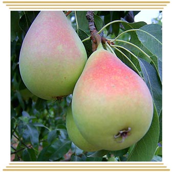 COSCIA pear fruit seedling - FRUTI KOMERC