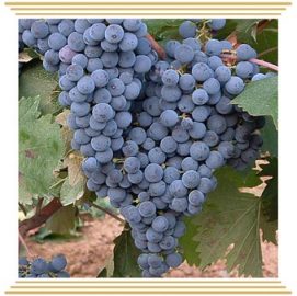 PROKUPAC grapevine vine grafts - FRUTI KOMERC