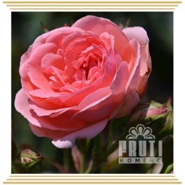 TOM TOM rose plants - FRUTI KOMERC