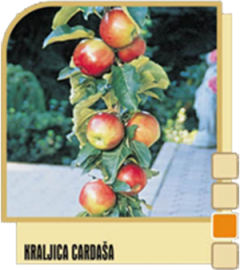 Jabuka stubasta Kraljica čardaša - FRUTI KOMERC