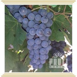 CABERNE SAUVIGNON grapevine vine grafts - FRUTI KOMERC