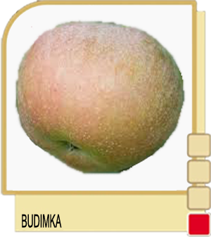 Jabuka Budimka - FRUTI KOMERC